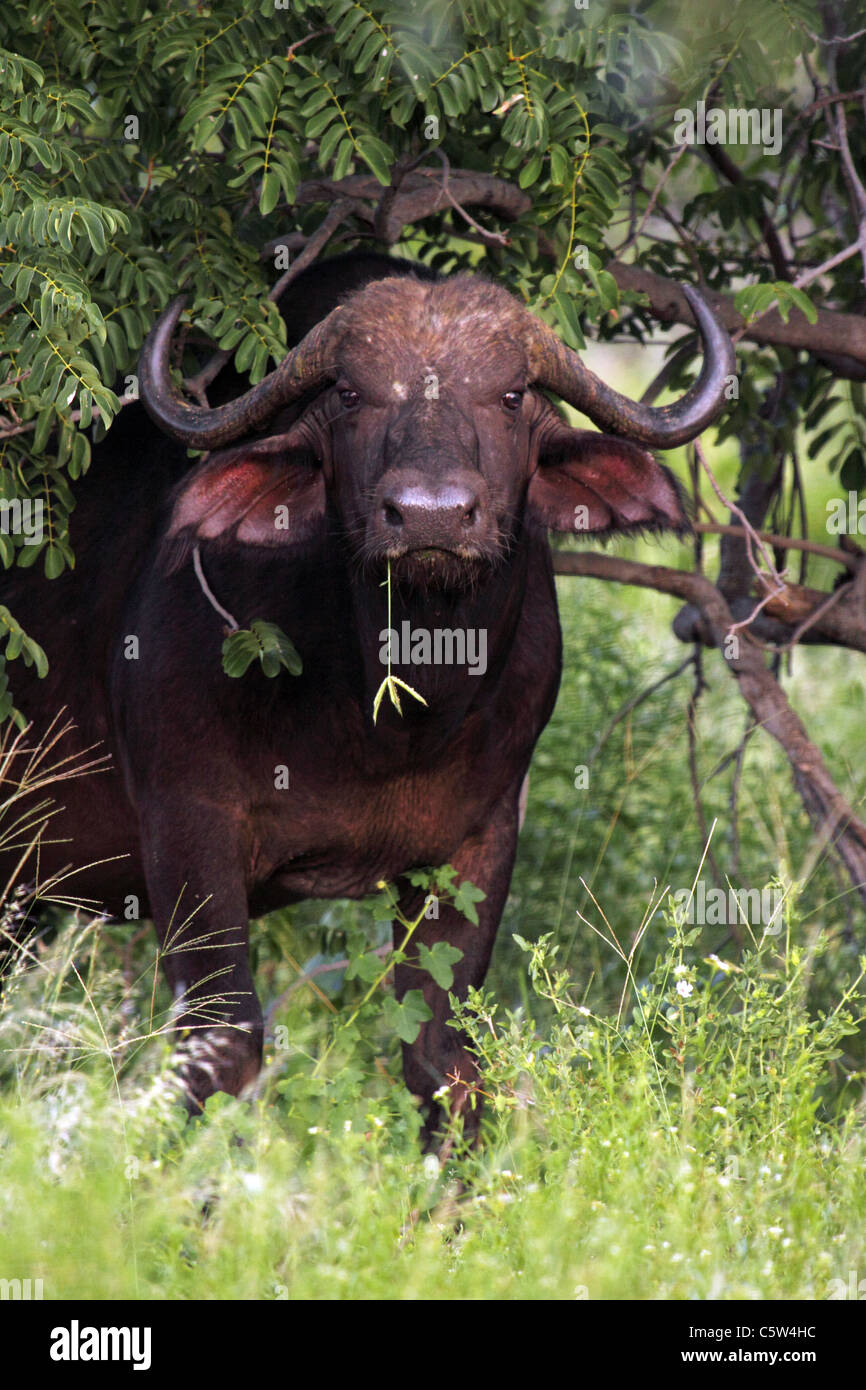Male Cape buffalo emerges from the bush Stock Photo - Alamy