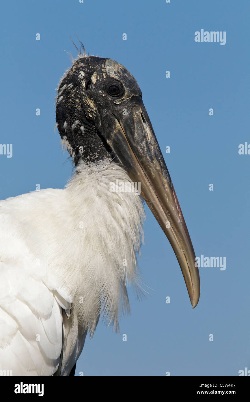 Wood Stork - facial study Stock Photo - Alamy