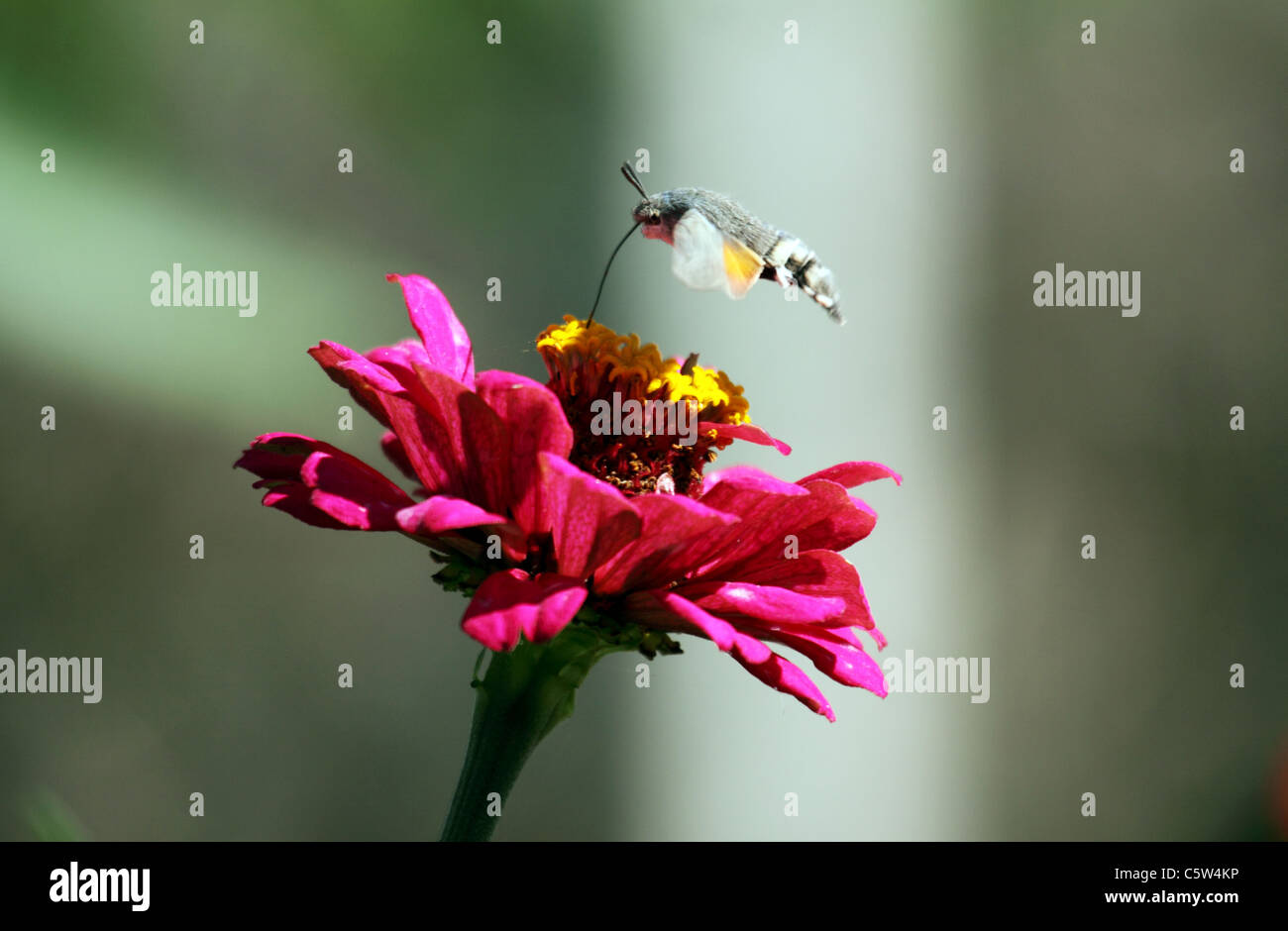 Hummingbird Hawk-moth drinking from garden flower Stock Photo - Alamy