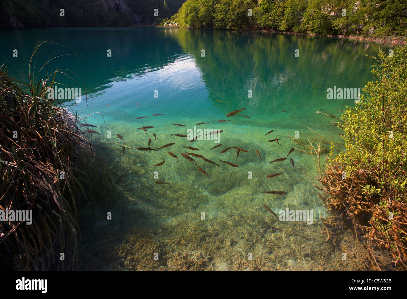 Fish in the aqua marine blue lakes of Plitvice National Park in Croatia ...