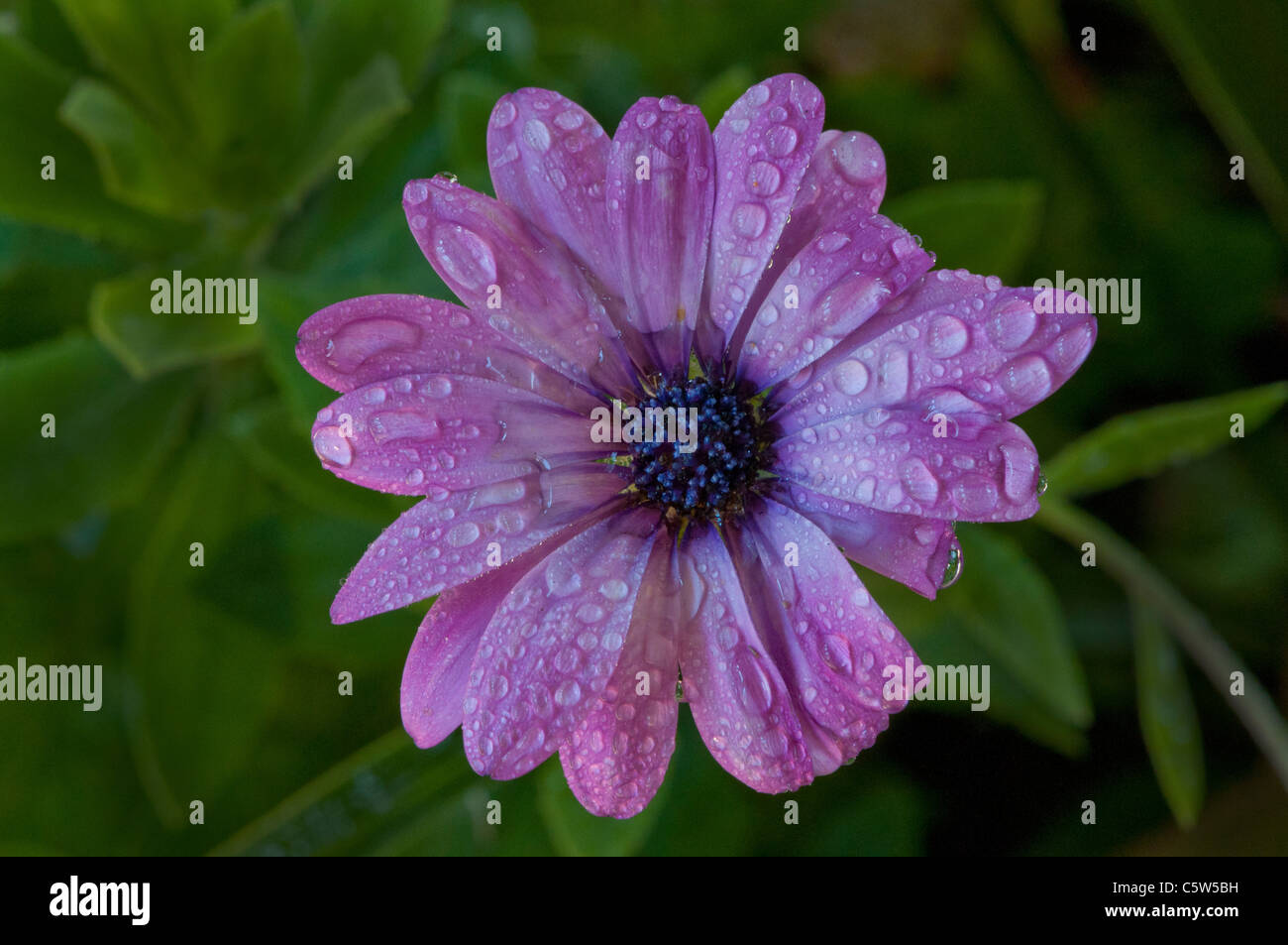 Flower after rain storm hi-res stock photography and images - Alamy