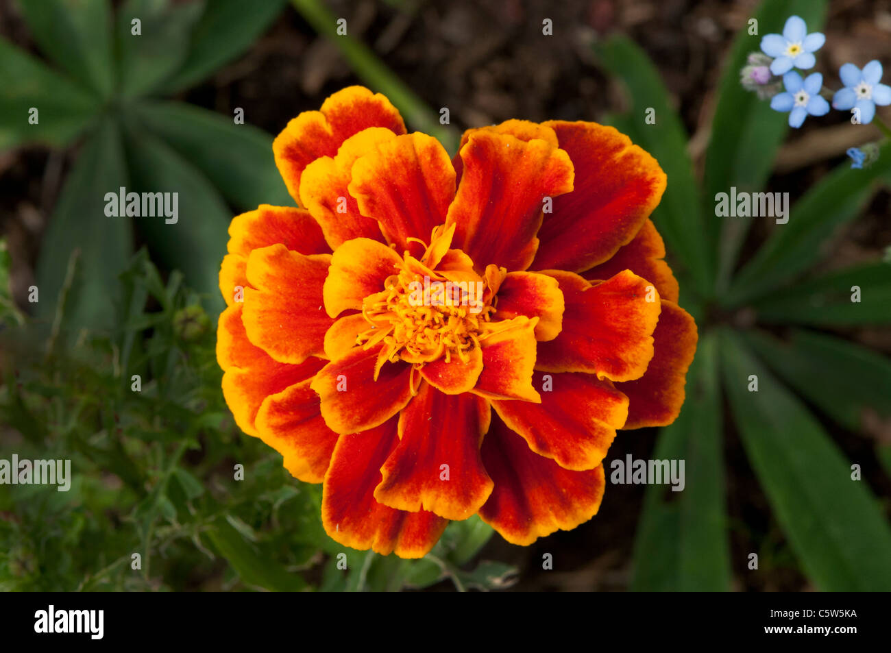 A Marigold blossom Stock Photo - Alamy