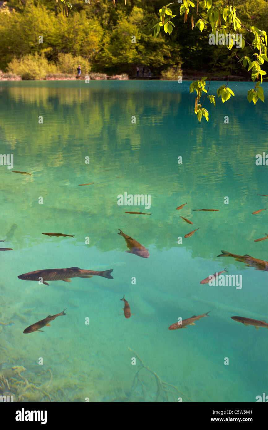 Fish in the aqua marine blue lakes of Plitvice National Park in Croatia ...
