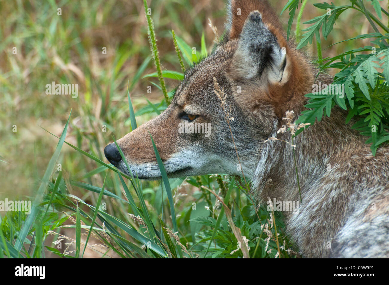 Close-up of a Coyote Stock Photo - Alamy
