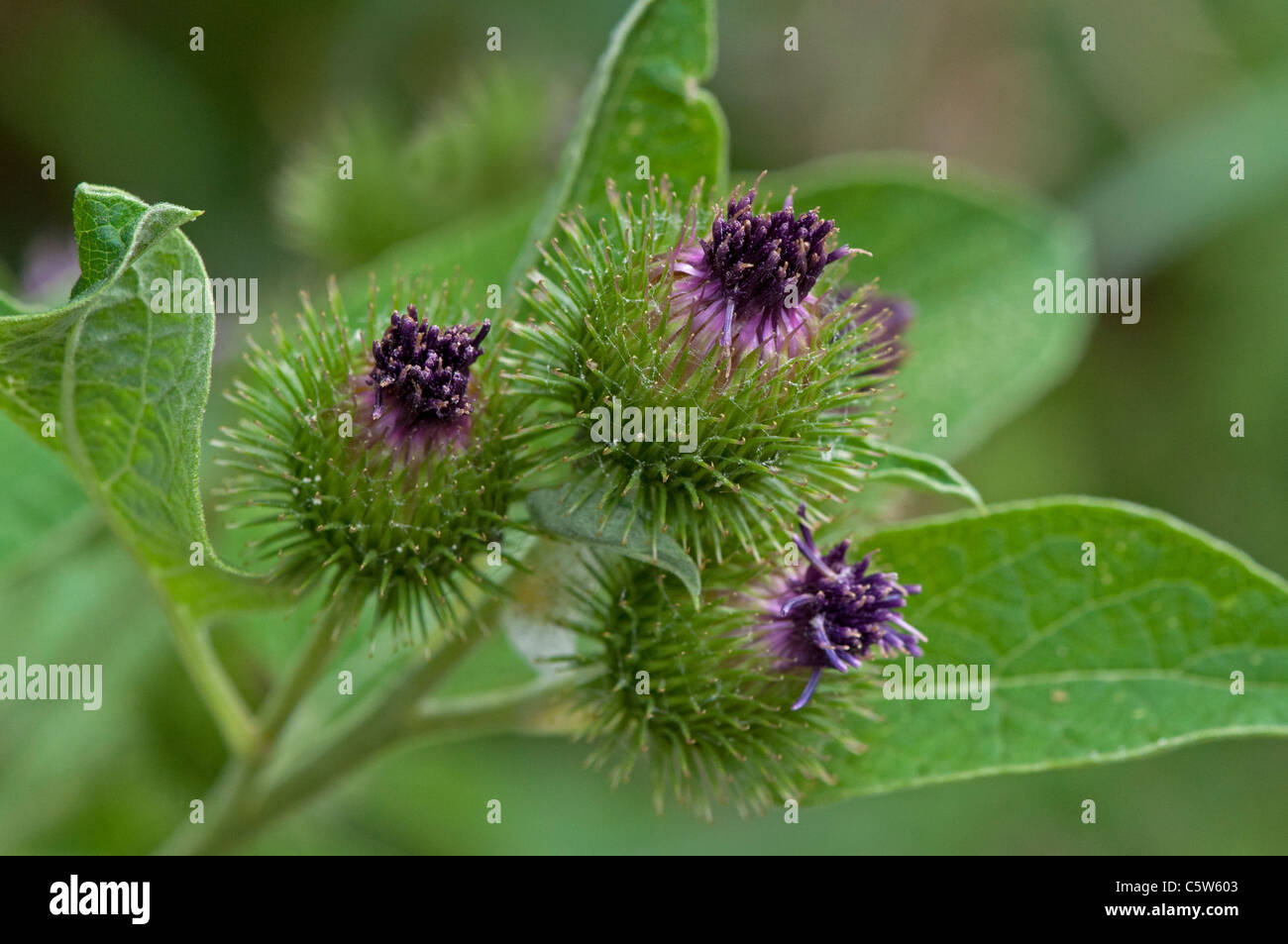 Common burdock hi-res stock photography and images - Alamy