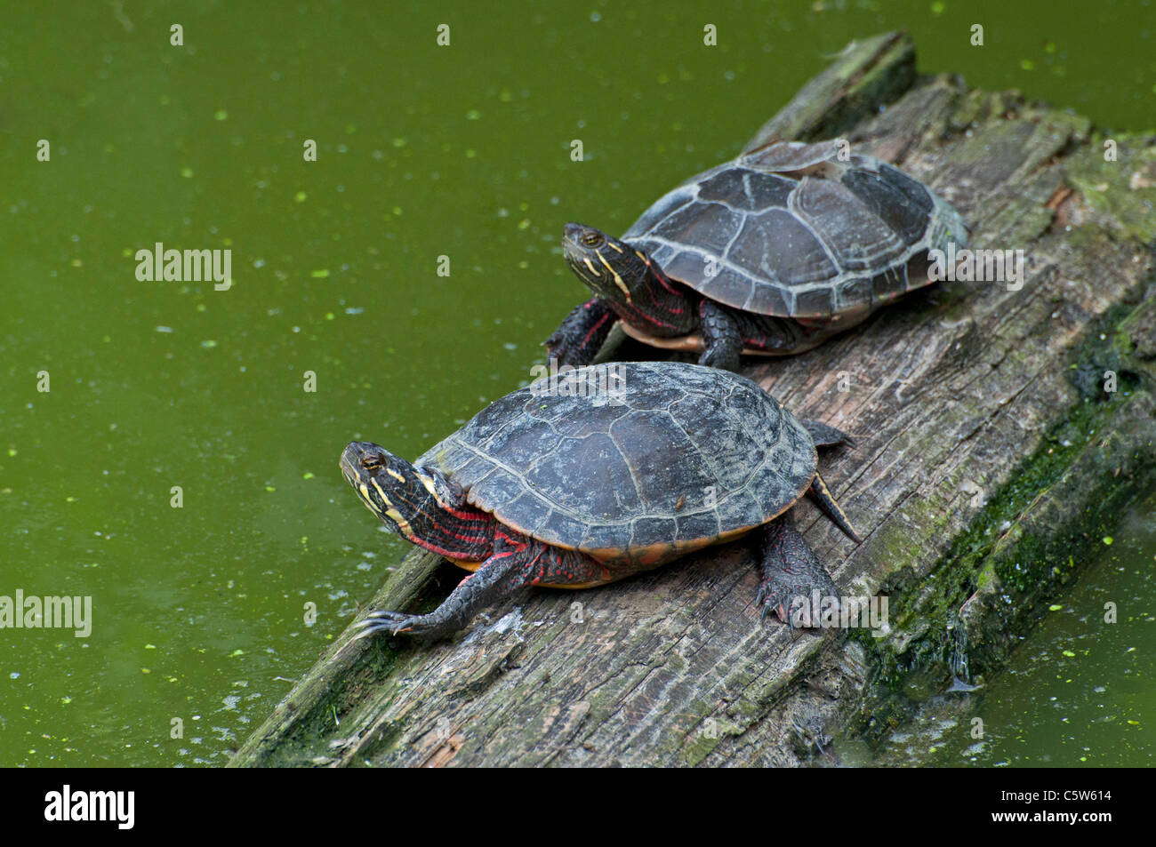 A pair of Painted Turtles basking Stock Photo - Alamy