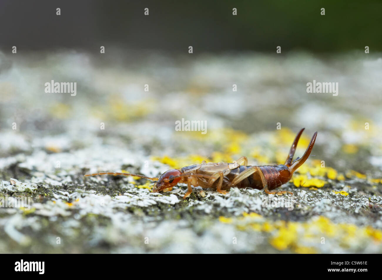 Earwigs Garden High Resolution Stock Photography and Images - Alamy