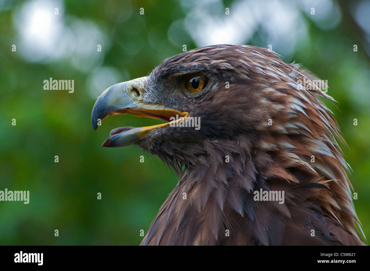 Close-up of a Golden Eagle Stock Photo - Alamy