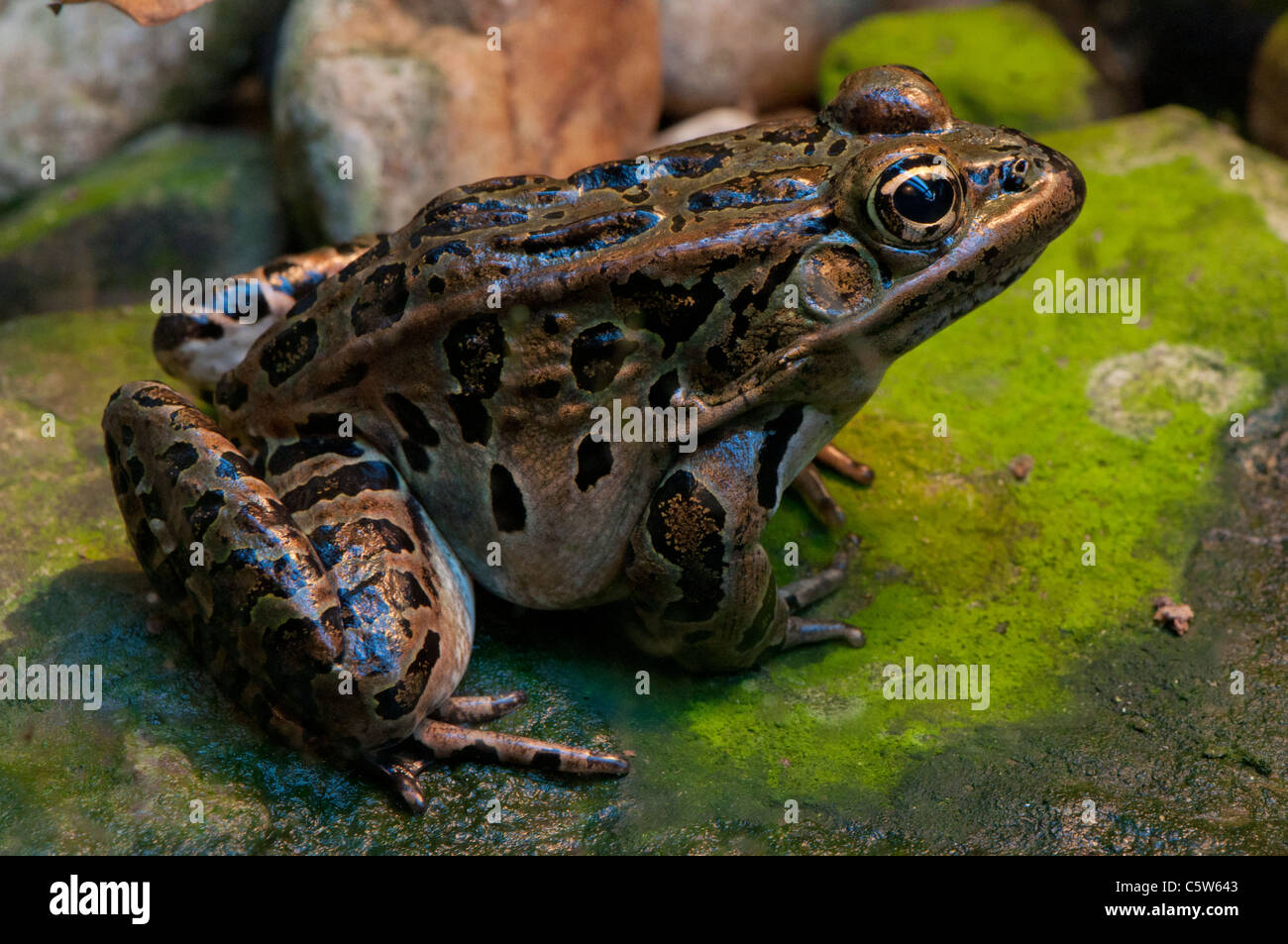 A Leopard Frog Stock Photo - Alamy