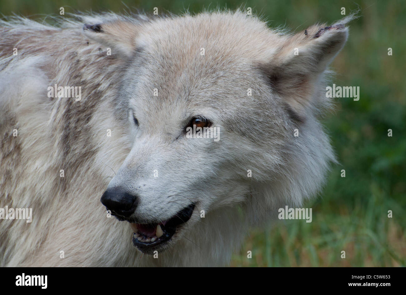 Close-up of a Timber Wolf with summer coat Stock Photo - Alamy