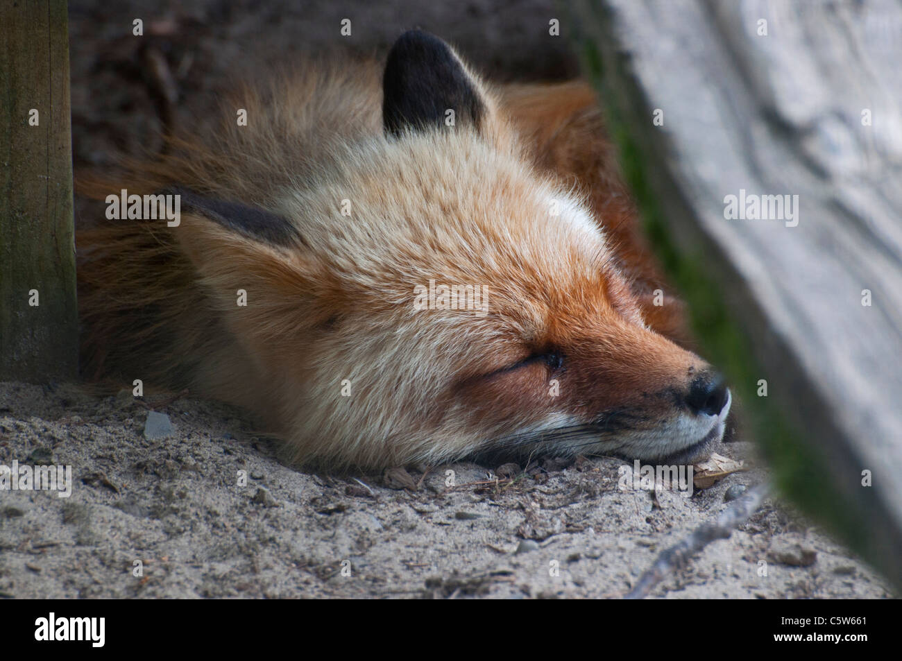 A sleeping Red Fox at the Eco-museum in Quebec Stock Photo - Alamy