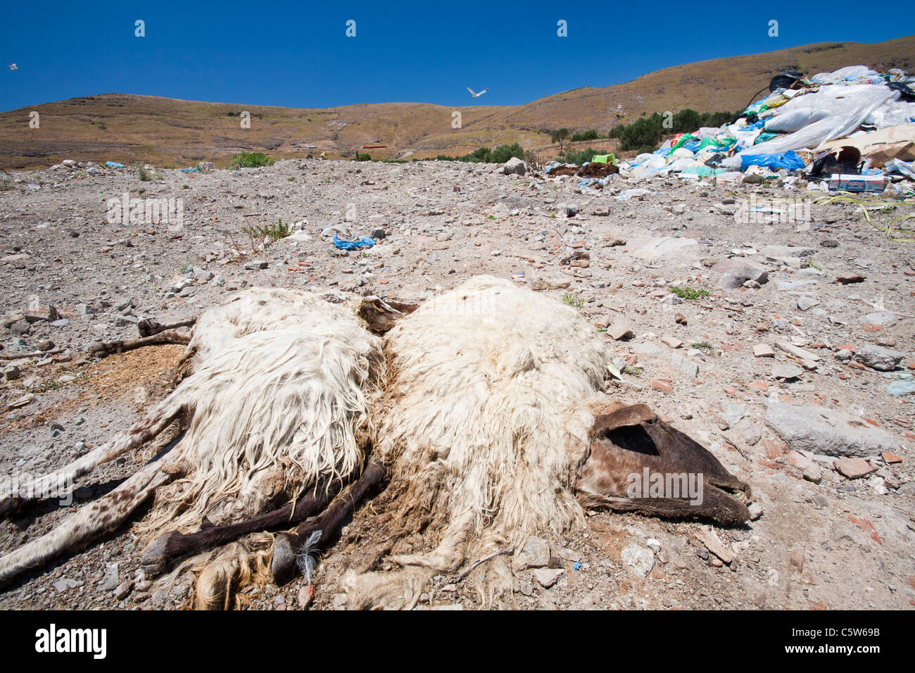 A dead sheep on a landfill site in Eresos, Lesbos, Greece Stock Photo ...