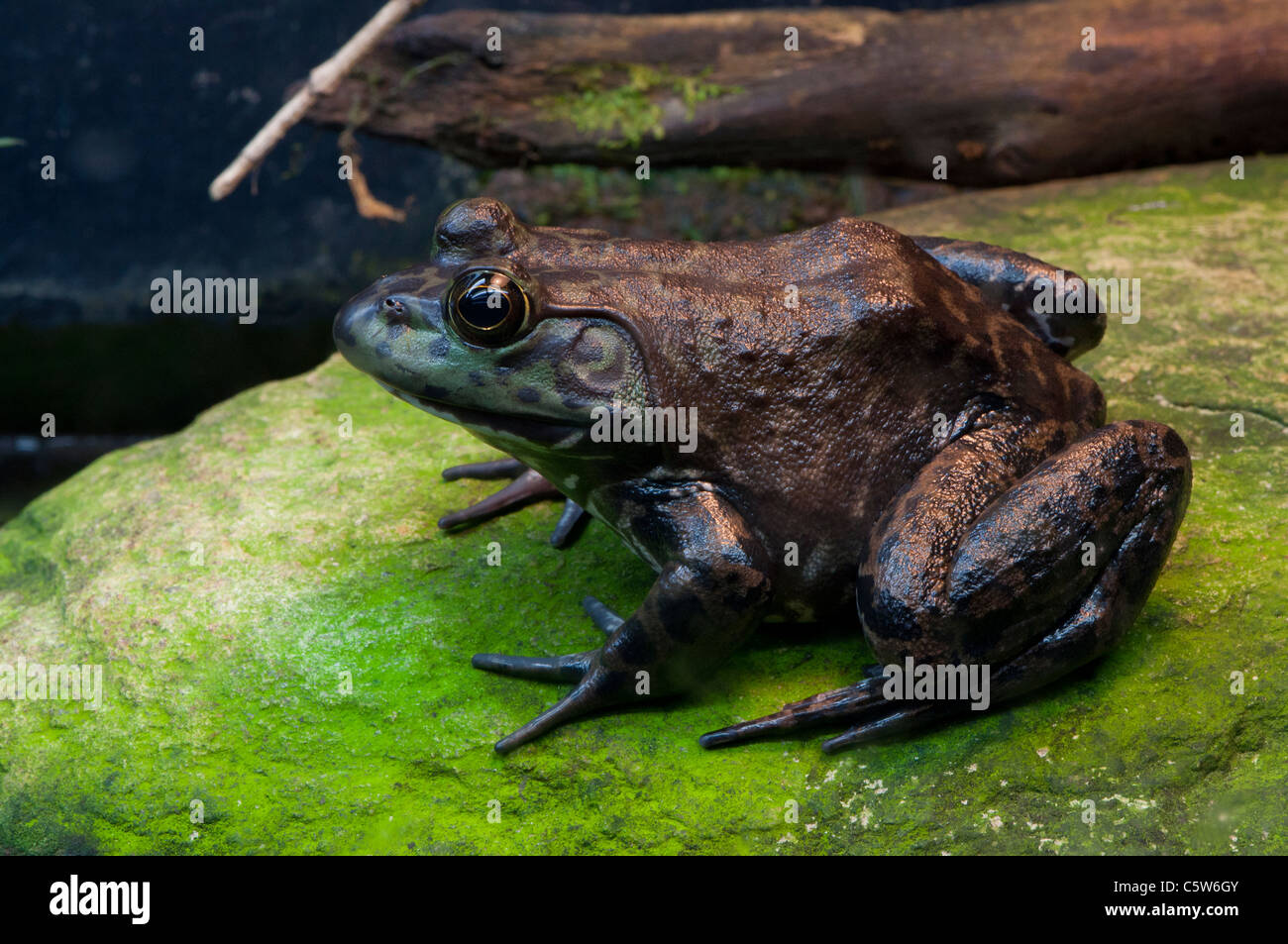 A view of an American Bullfrog Stock Photo - Alamy
