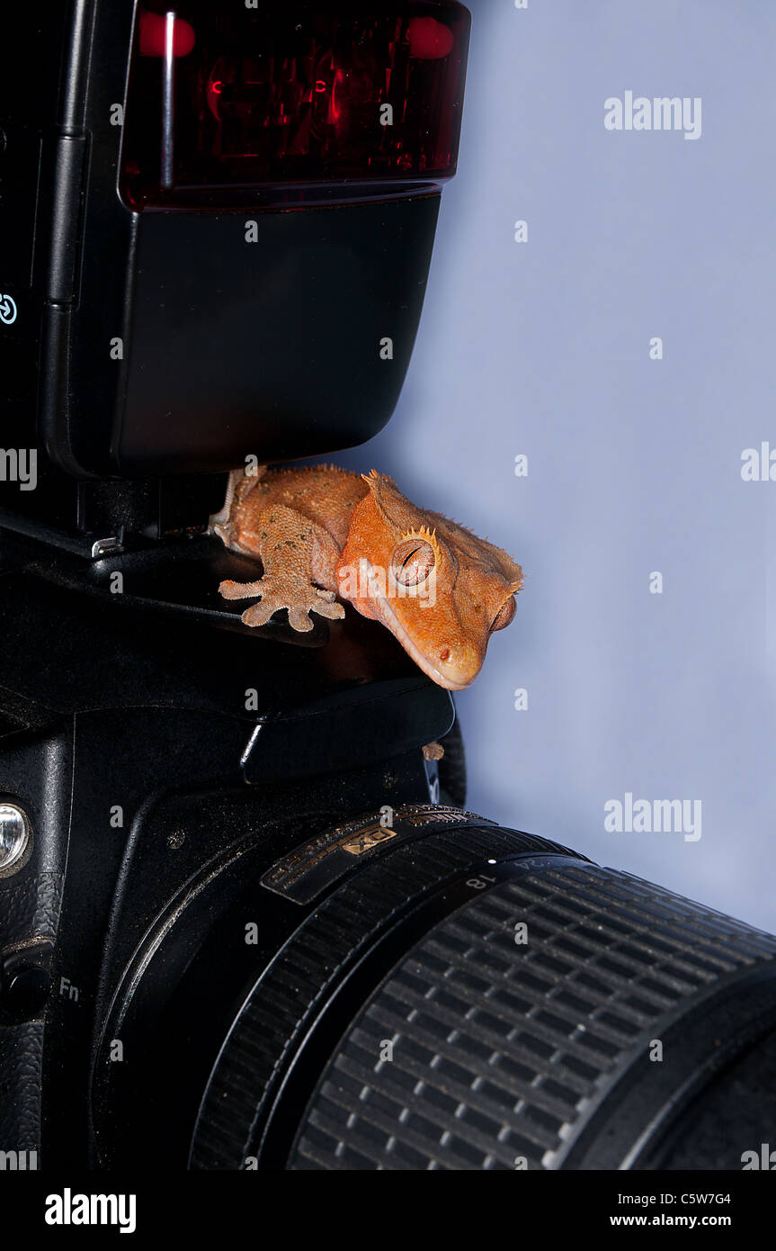 A Crested Gecko peeking around a digital SLR Stock Photo - Alamy