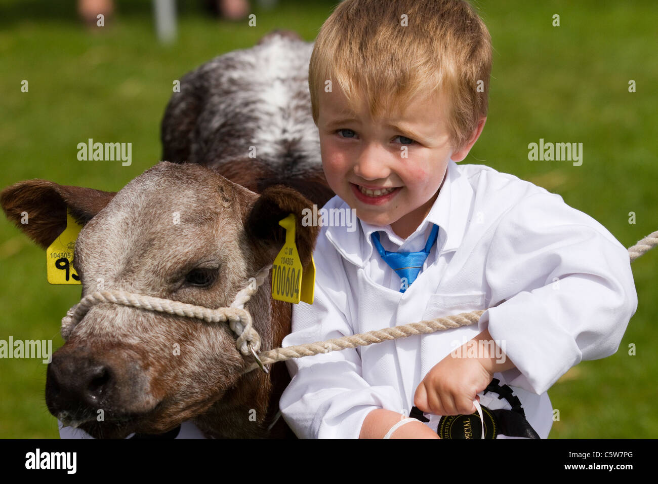 British Jersey heifers cows & young Handler trainee farmer (MR). Child ...
