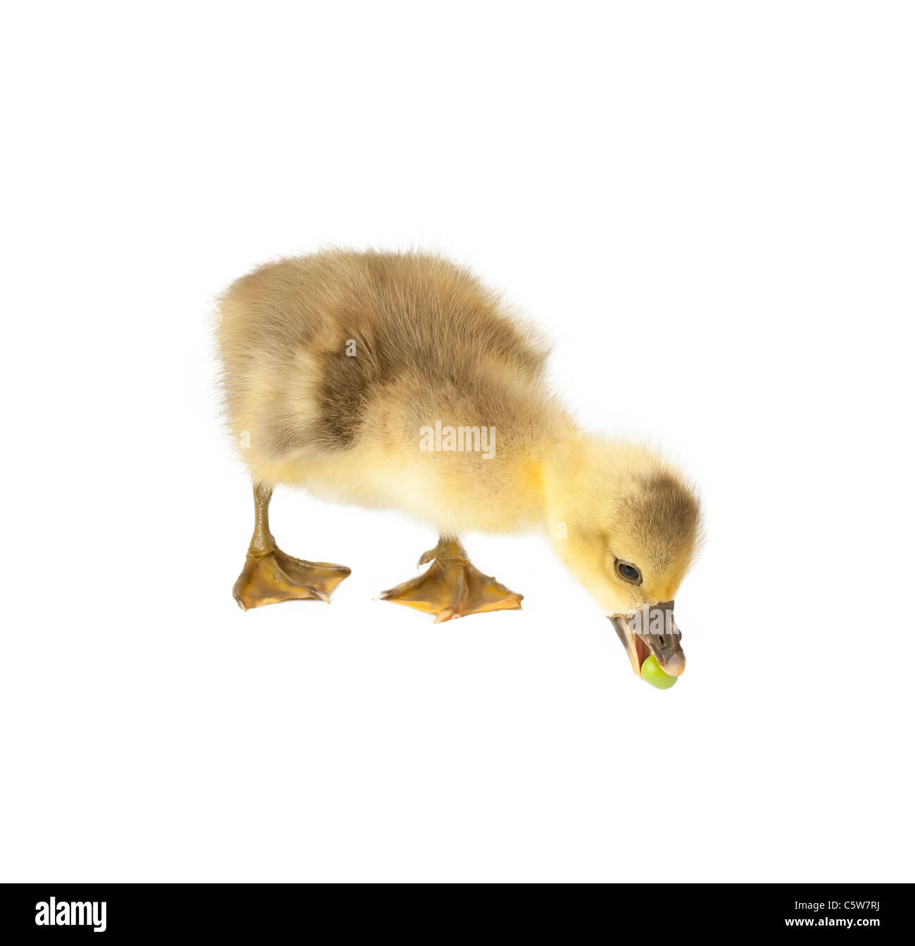 The small goose takes a beak green peas isolated on a white background ...