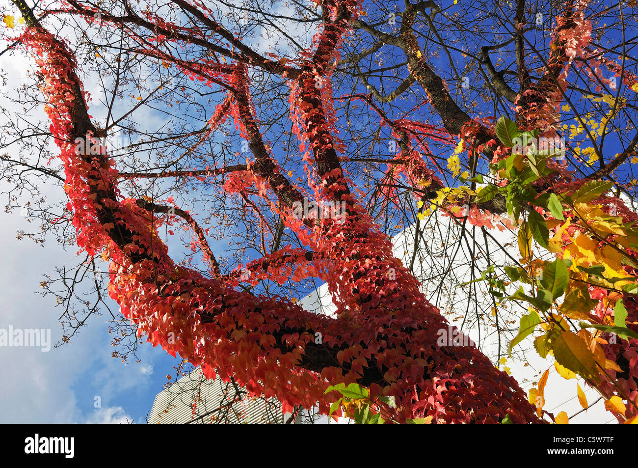 Tree overgrown with Virginia creeper (Parthenocissus tricus), low angle ...