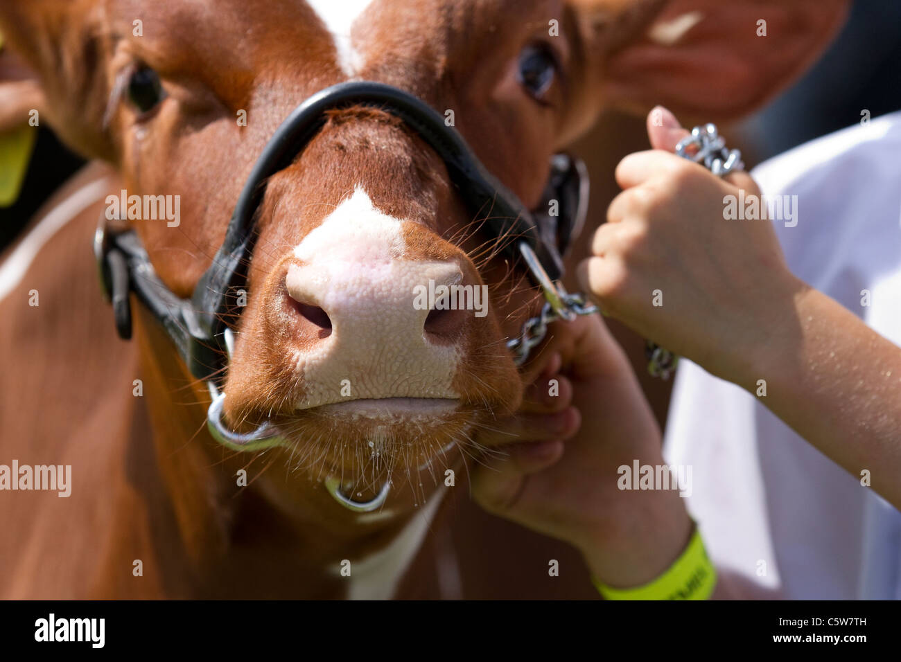 2011 agricultural show cattle hi-res stock photography and images - Alamy