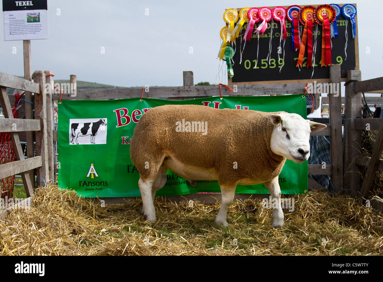 Sashes awards ribbons hi-res stock photography and images - Alamy