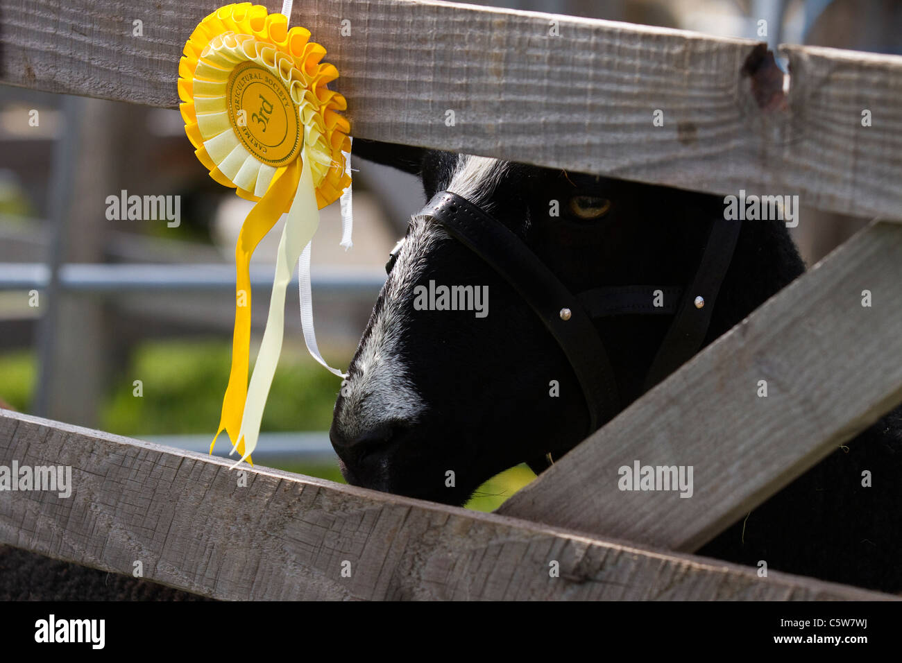 Third 3rd Prize, animal, award, rosette, ribbon, competition, symbol ...