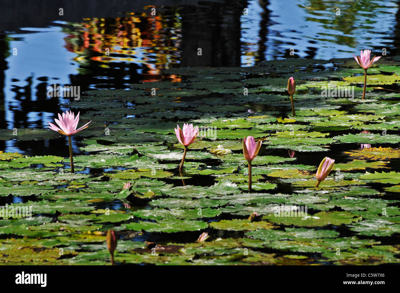 Asia, Indonesia, Bali, Pond with Lotus flowers ((Nelumbo Stock Photo ...