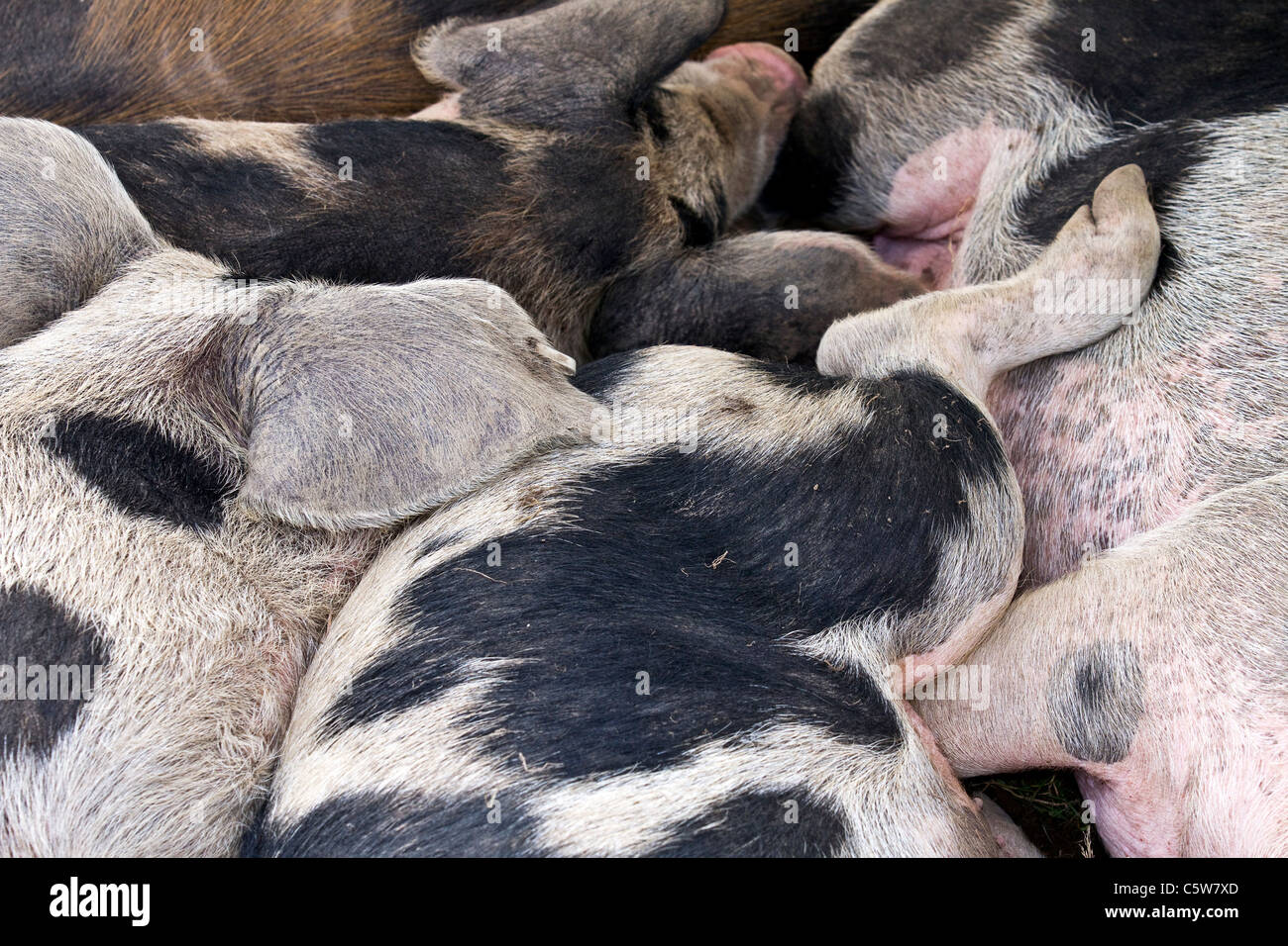 Sleeping pigs at the Cartmel Agricultural Society 128 Annual Rural Show ...
