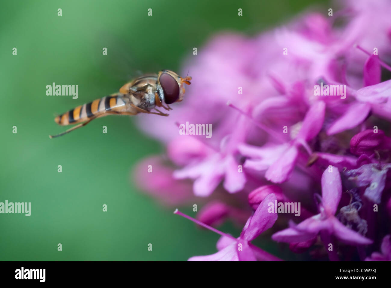 Hoverfly in flight Stock Photo - Alamy