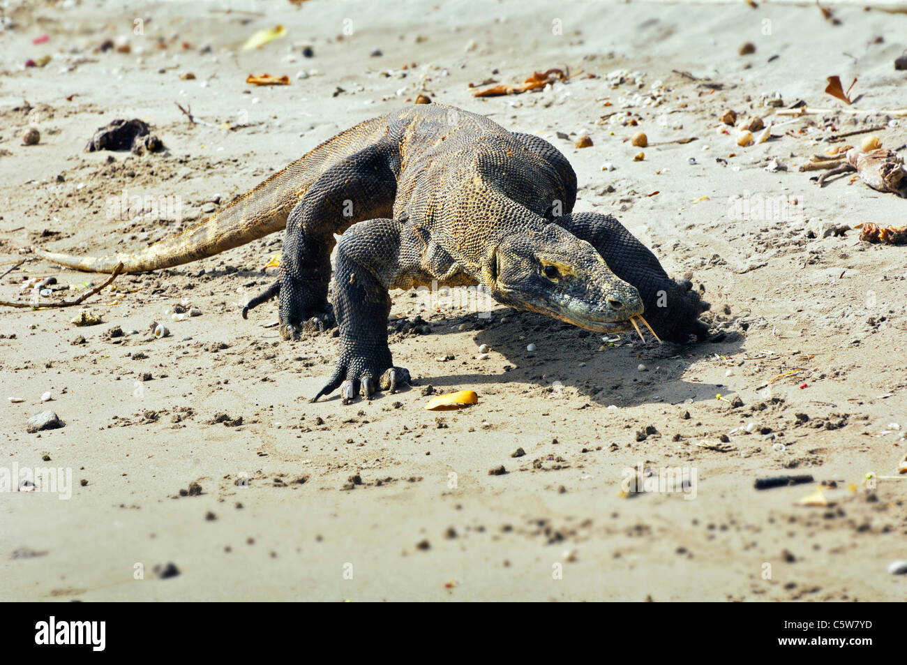 Varanus island hi-res stock photography and images - Alamy