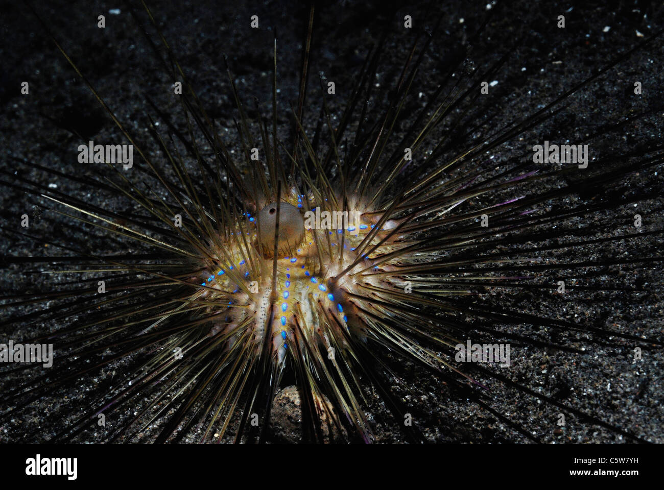 Asia, Indonesia, Komodo Island, Black Sea Urchin (Diadematidae), close ...