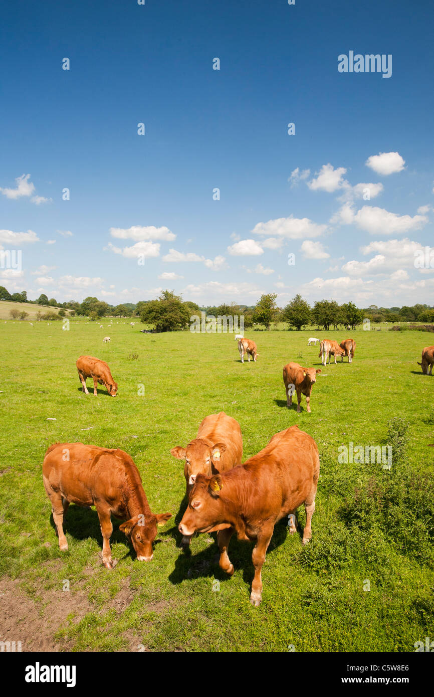 Beef cattle in Grindleton in the Ribble Valley, Lancashire, UK Stock ...