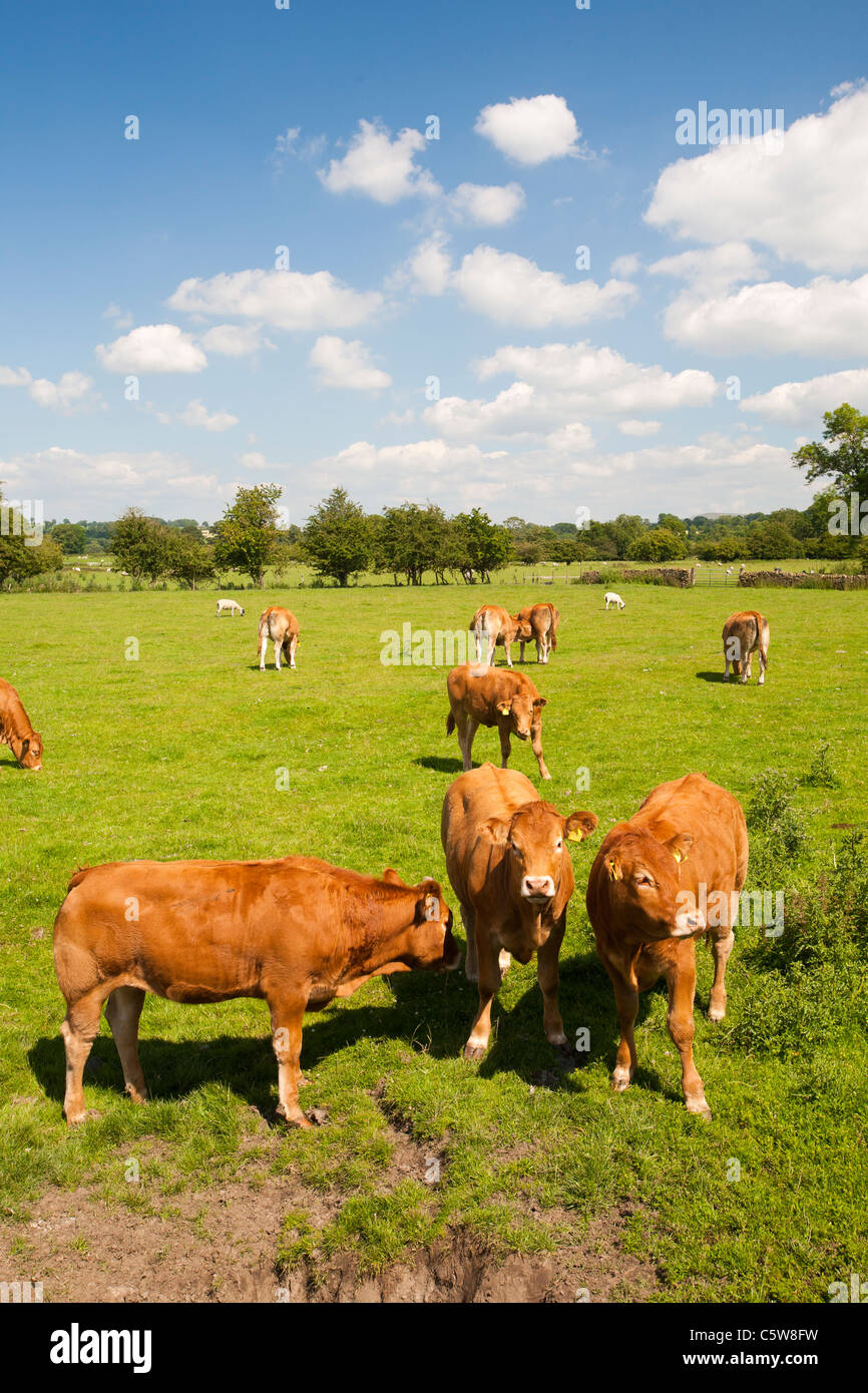 Ribble valley farm hi-res stock photography and images - Alamy