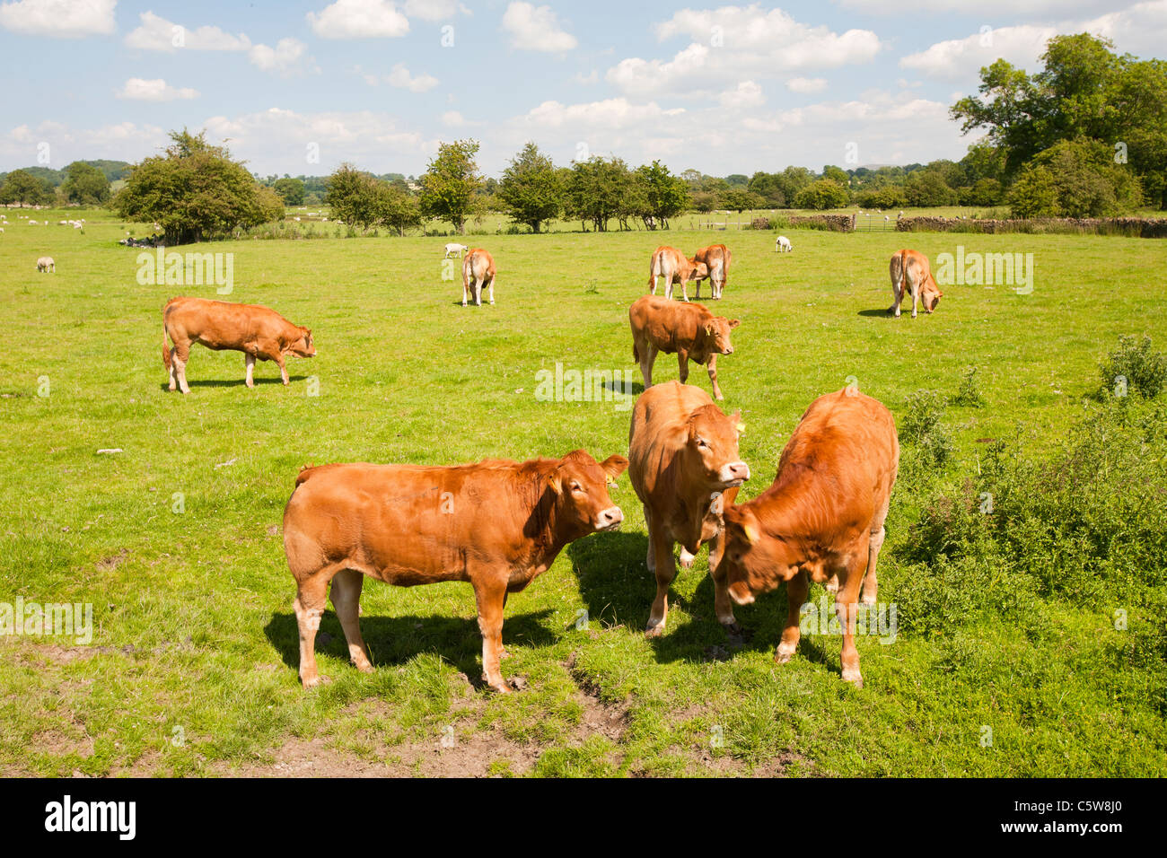 Ribble valley farm hi-res stock photography and images - Alamy