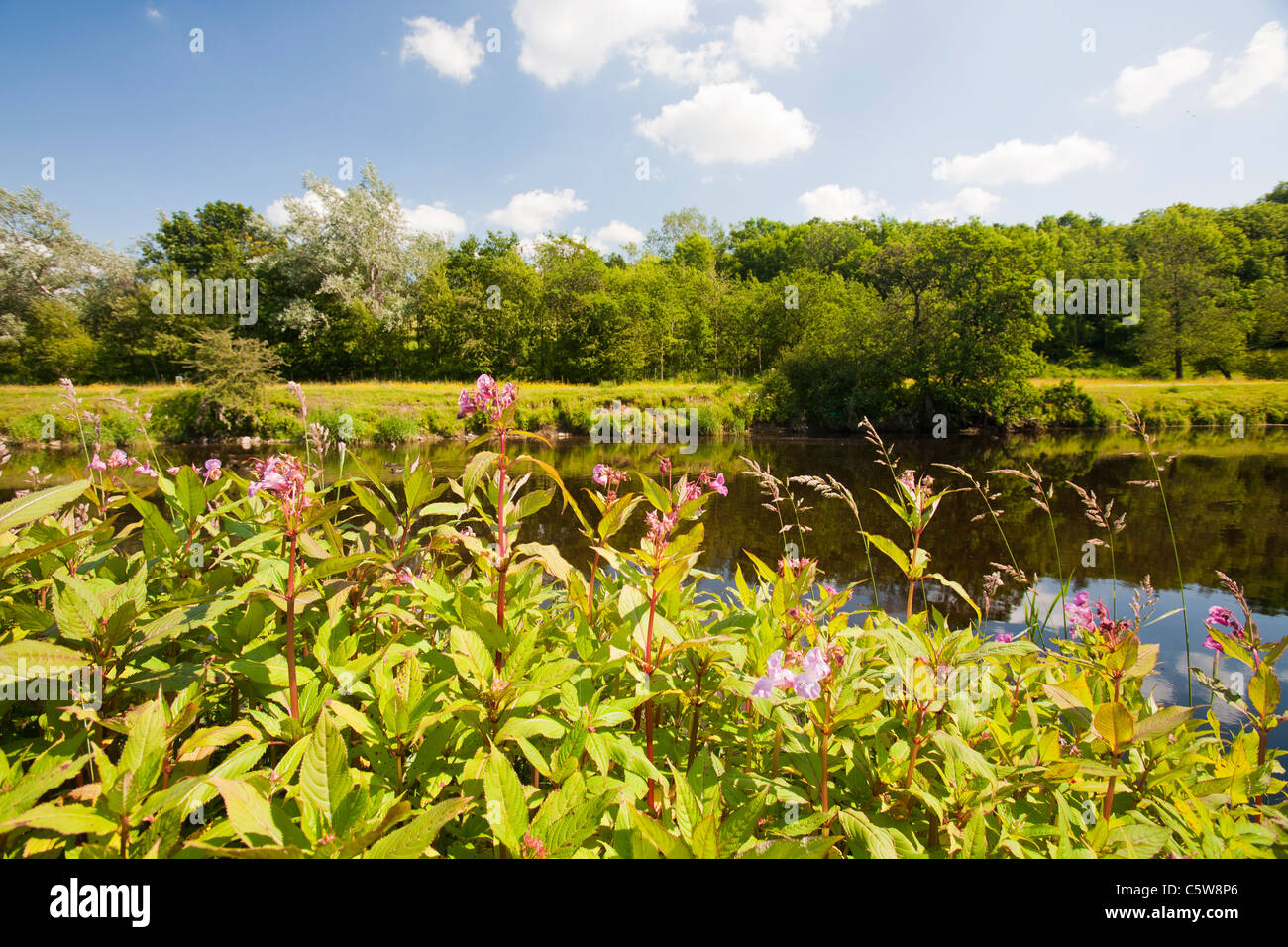 Himalayan Balsam a highly invasive foreign plant that has taken hold ...