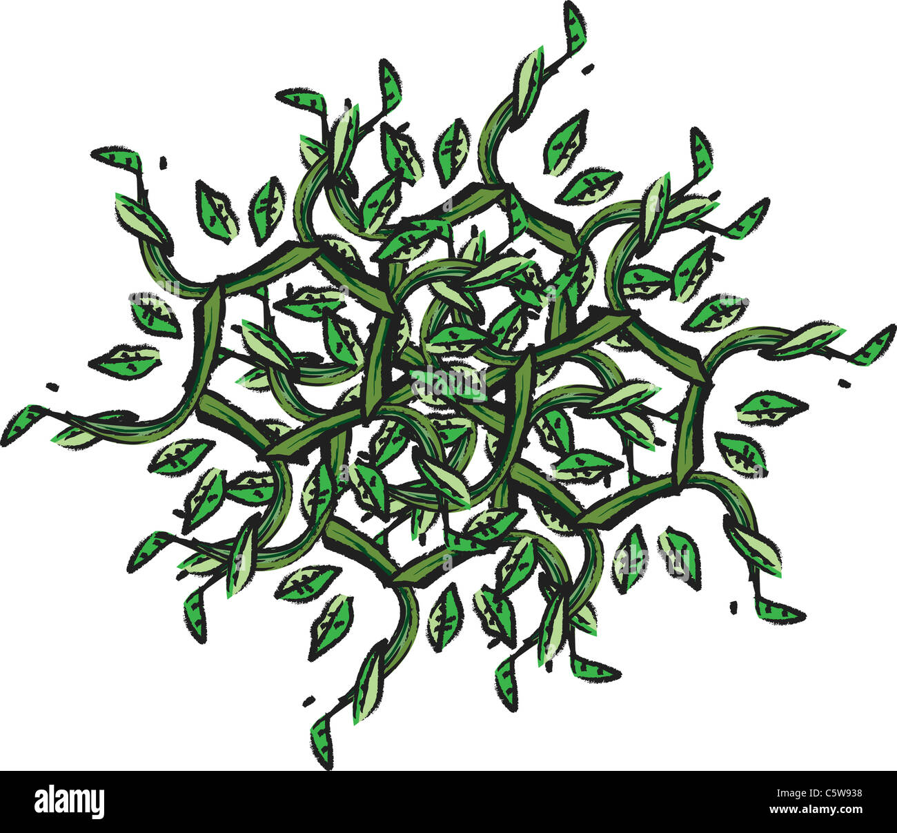 Hexagonal pattern of vines and leaves isolated on white Stock Photo - Alamy