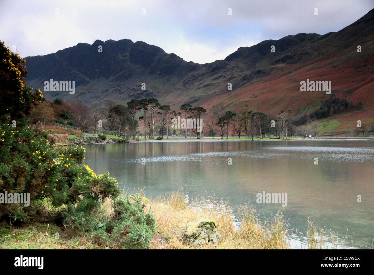 Haystacks and the pines, Buttermere, Lake District Stock Photo - Alamy