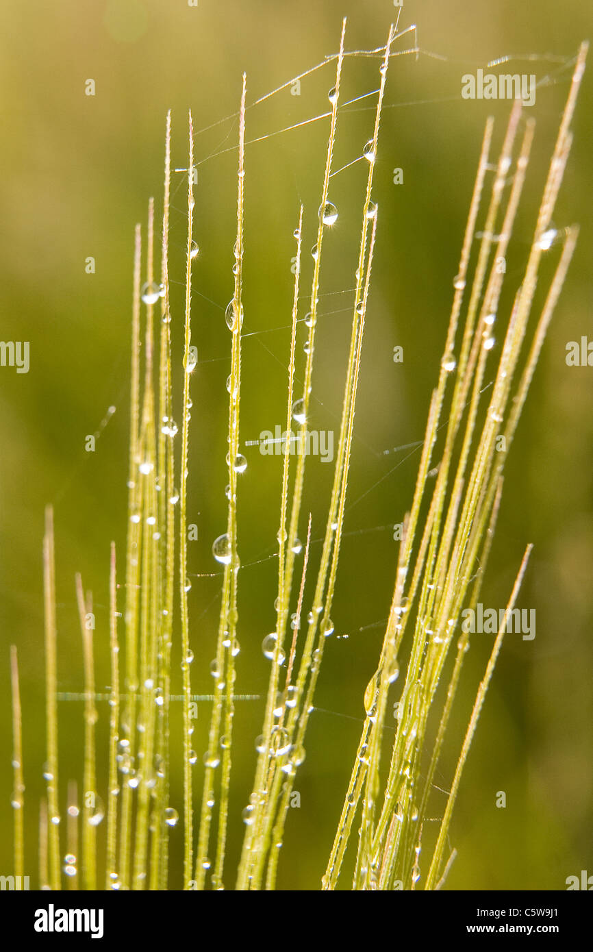 needle of grain with morning fog drops Stock Photo - Alamy