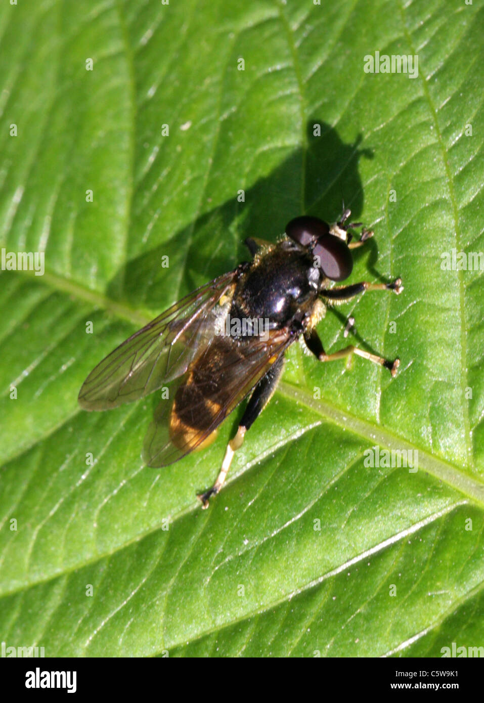 Hoverfly xylota xanthocnema syrphidae diptera hi-res stock photography ...