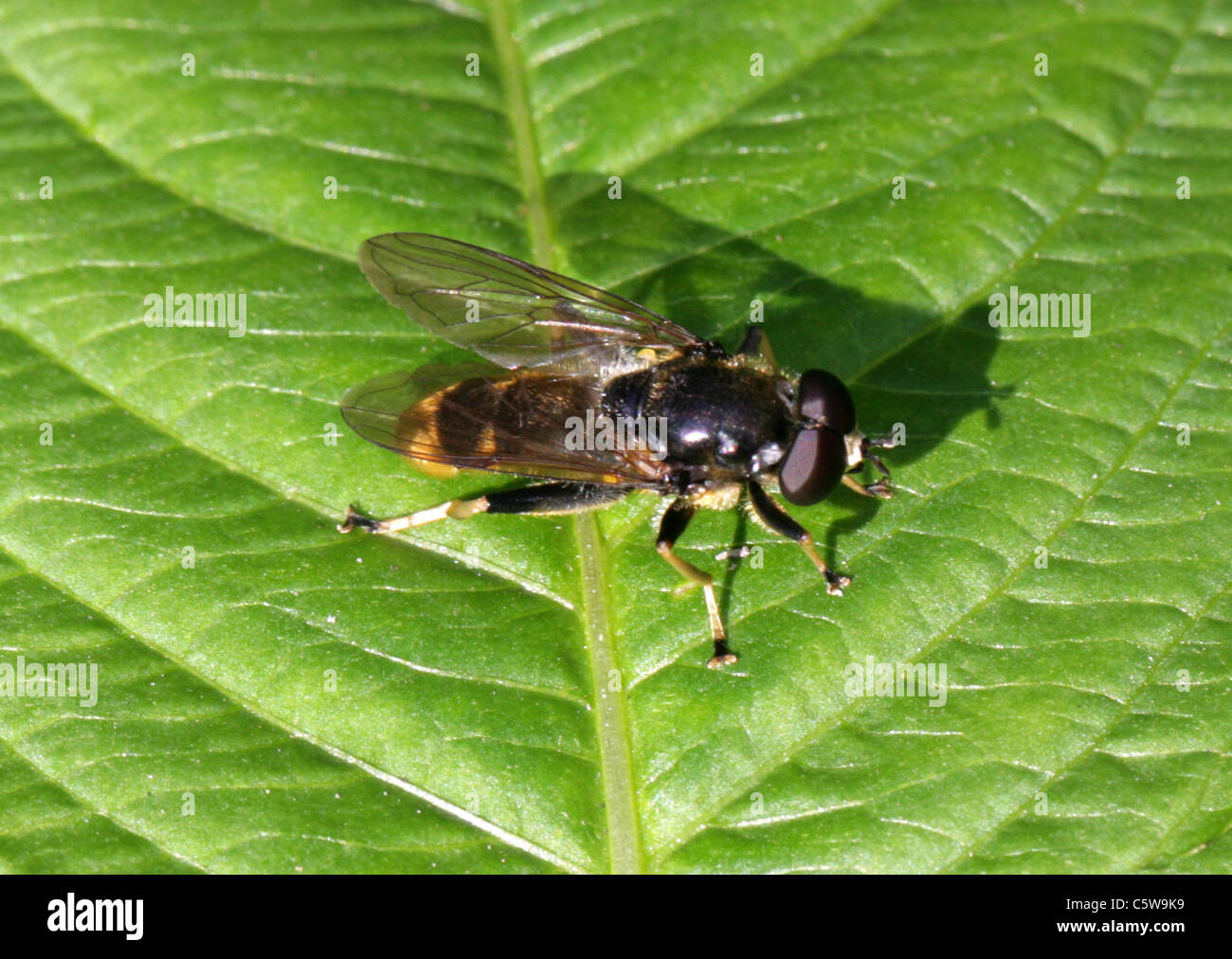 Hoverfly, Xylota xanthocnema, Syrphidae, Diptera Stock Photo - Alamy