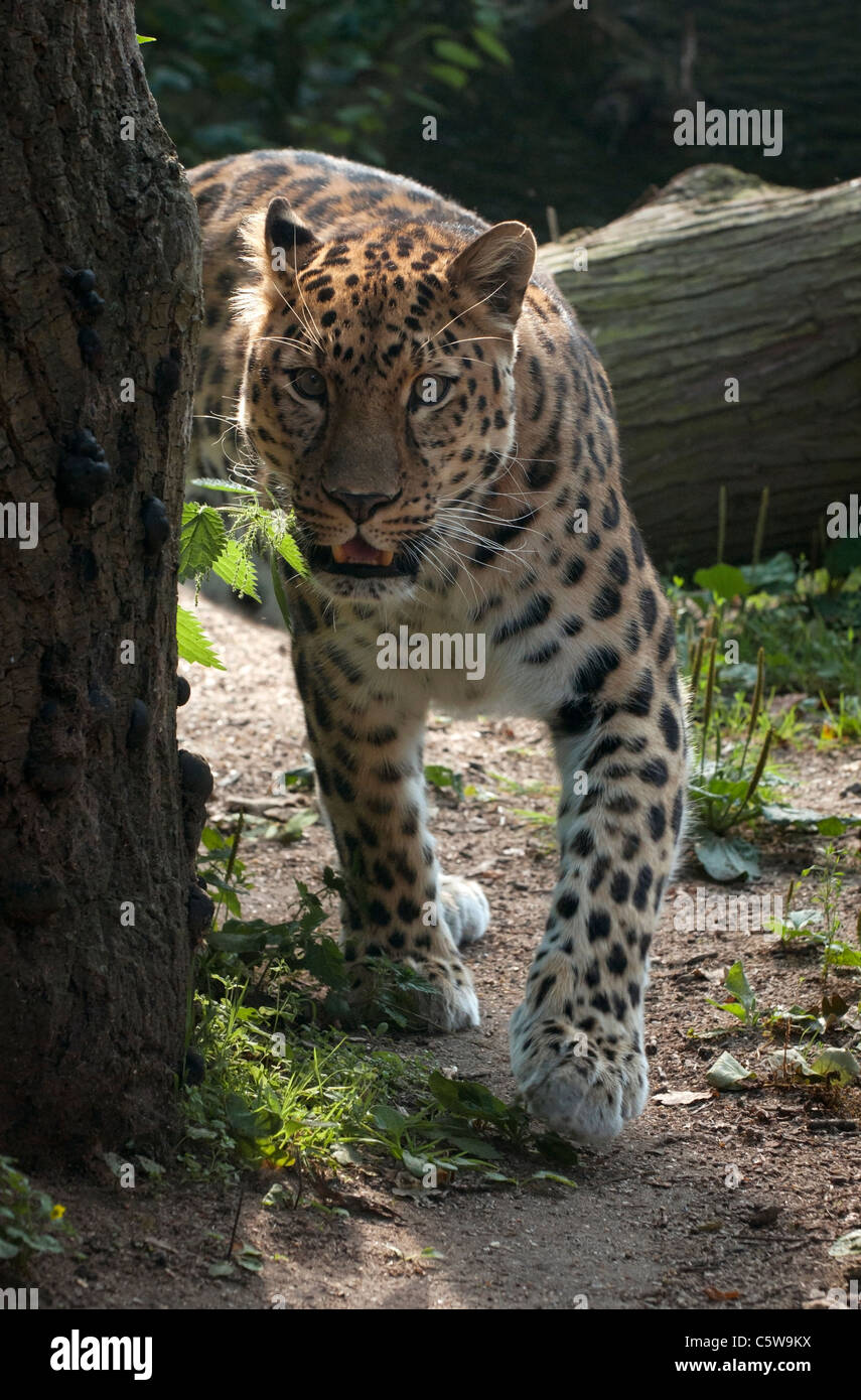 Male Amur leopard walking towards camera Stock Photo - Alamy