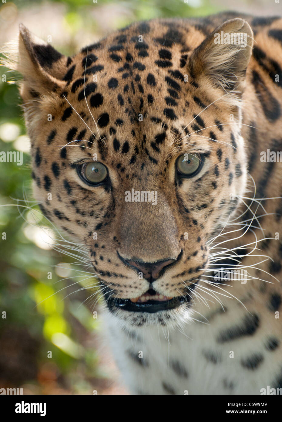 Leopard staring hi-res stock photography and images - Alamy