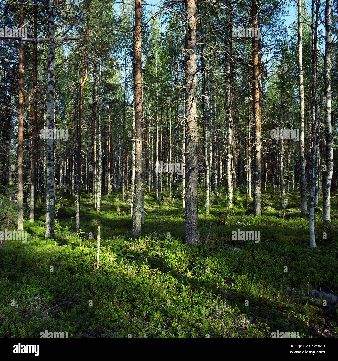 Finland forestry hi-res stock photography and images - Alamy