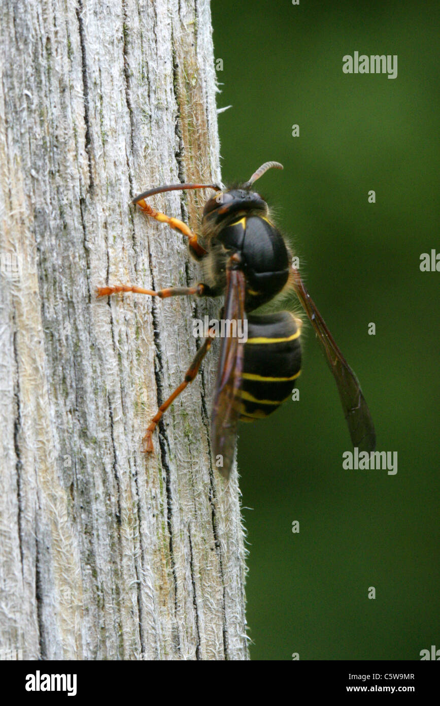 Median Wasp, Dolichovespula media, Vespinae, Vespidae, Apocrita ...