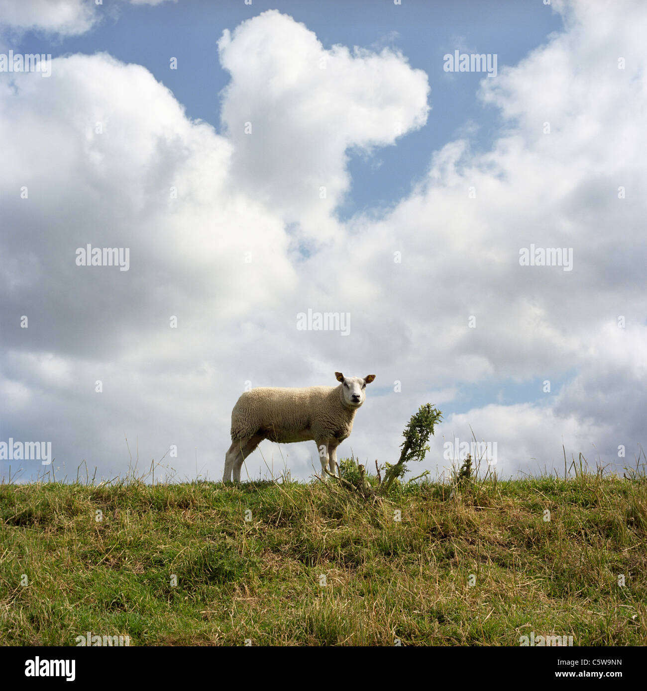 Standing sheep in landscape hi-res stock photography and images - Alamy