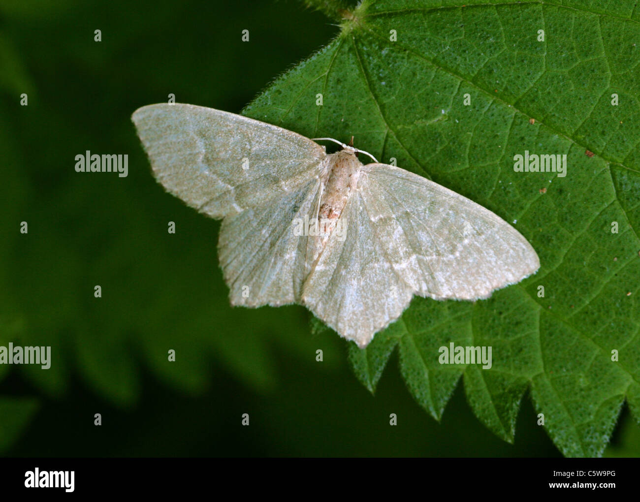 Small emerald moth hemistola chrysoprasaria hi-res stock photography ...