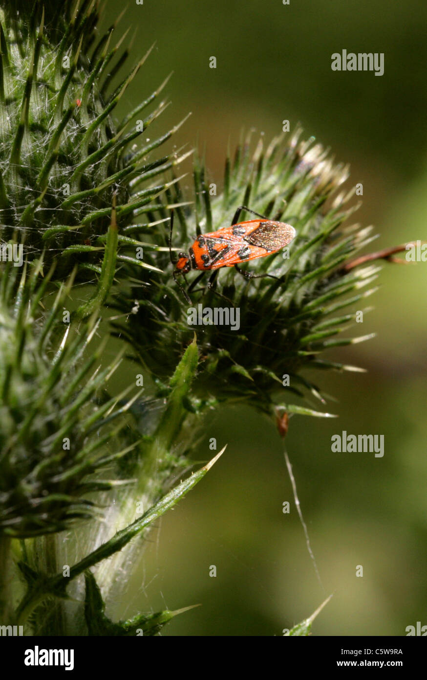 Red and Black Scentless Plant Bug, Corizus hyoscyami, Rhopalinae ...