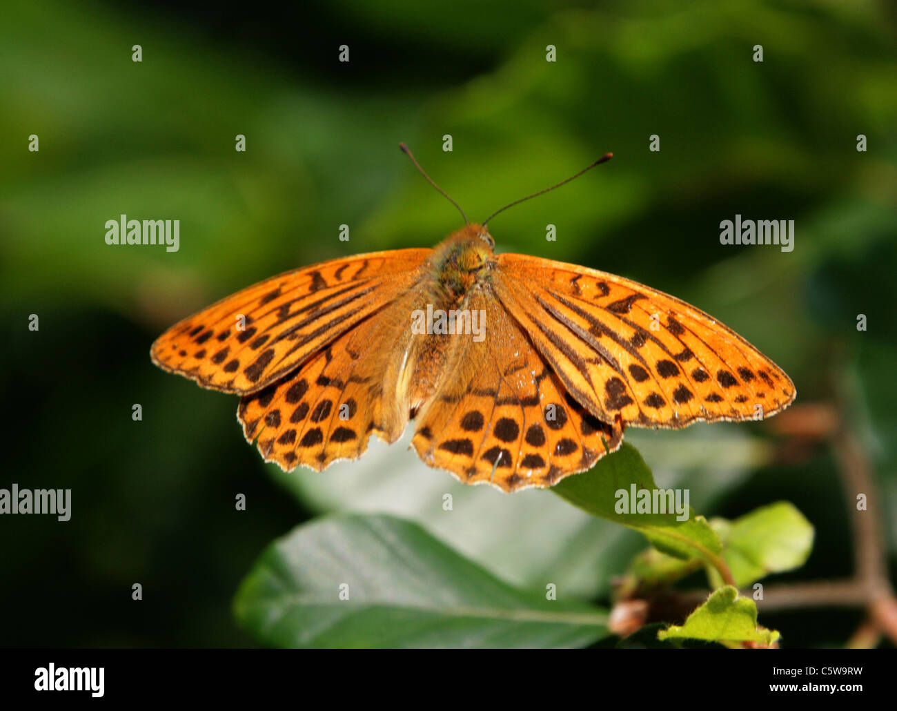 Silver-Washed Fritillary, Argynnis paphia, Nymphalidae Stock Photo - Alamy
