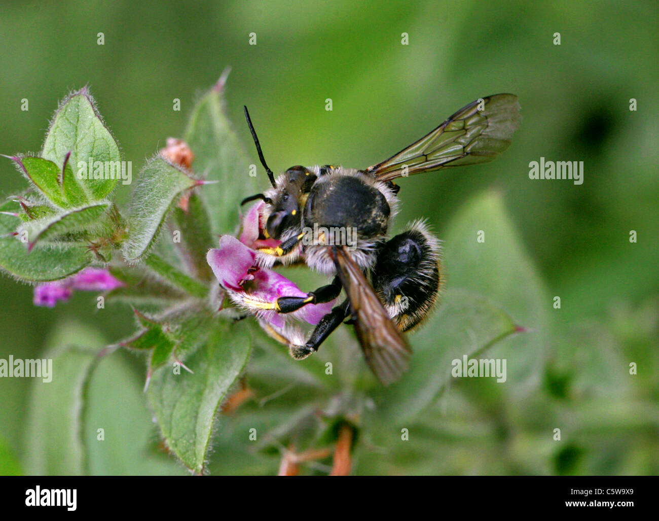 Wool Carder Bee, Anthidium manicatum, Megachilidae, Hymenoptera Stock ...