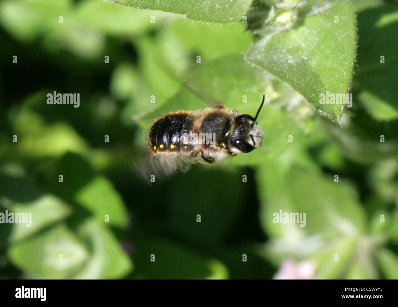 Wool Carder Bee, Anthidium manicatum, Megachilidae, Hymenoptera. Female ...