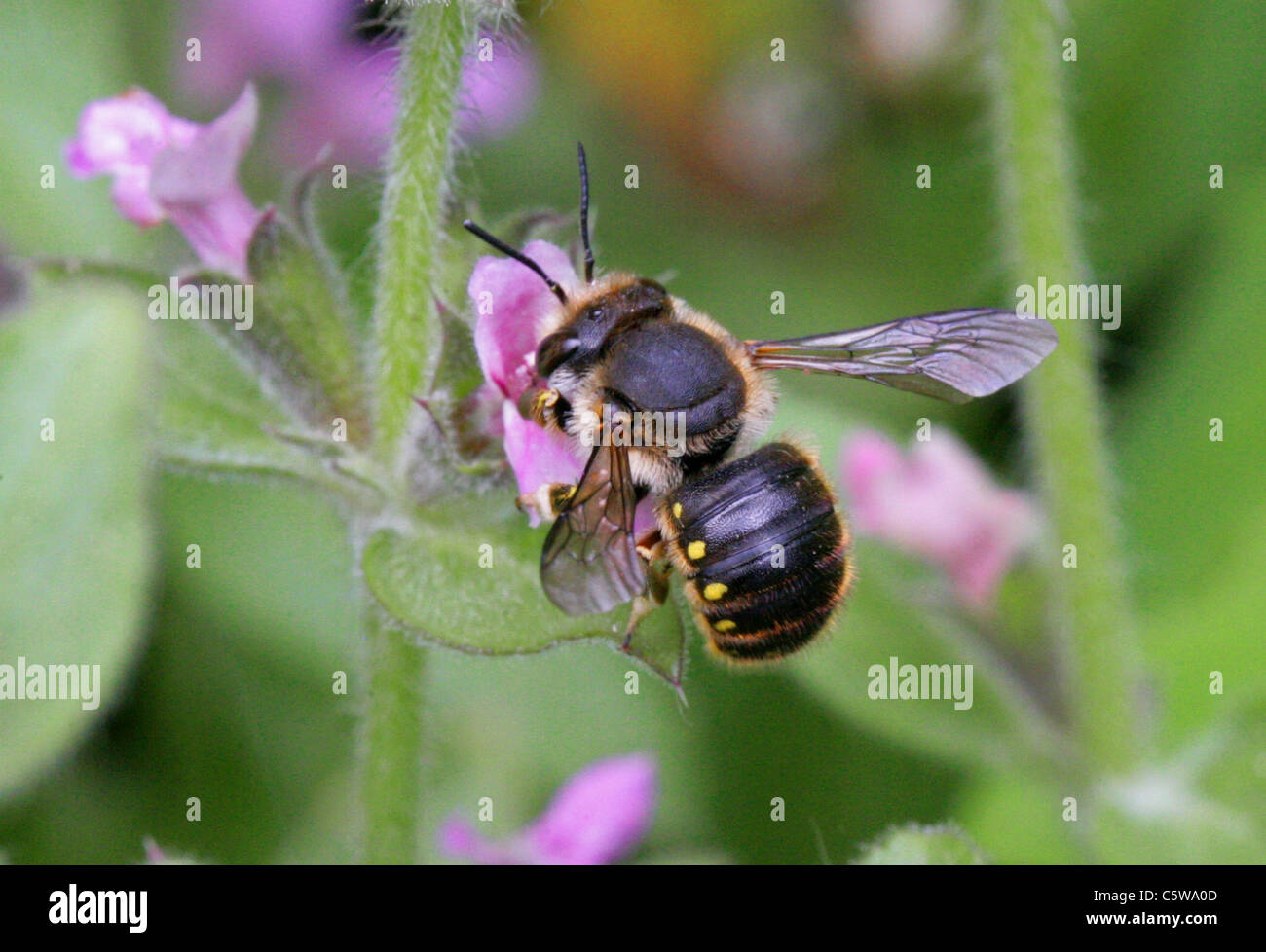 Wool Carder Bee, Anthidium manicatum, Megachilidae, Hymenoptera. Female ...