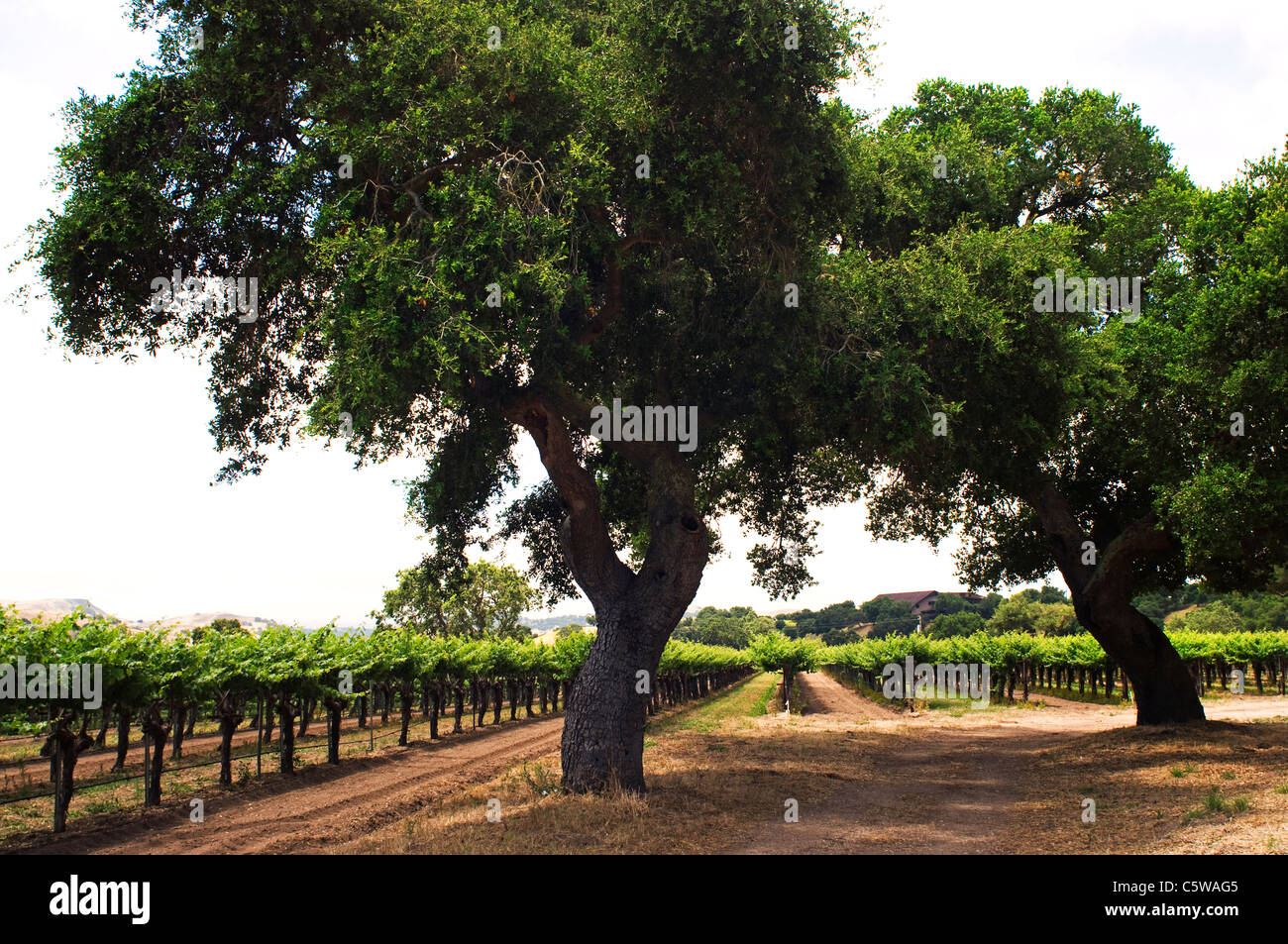 trees vineyard winery Stock Photo - Alamy